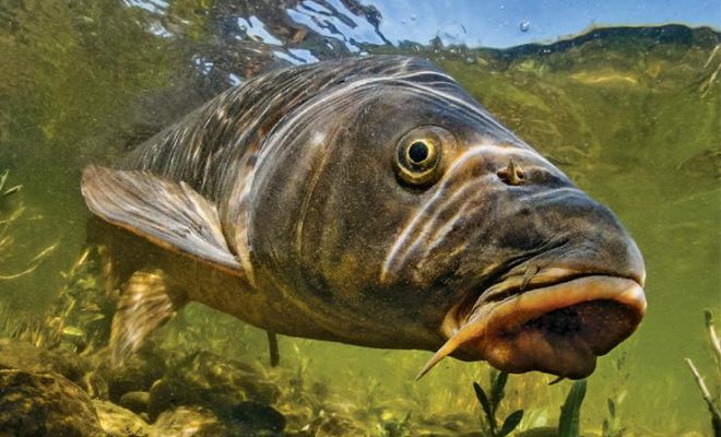 Carp Consultation Begins - VRFish