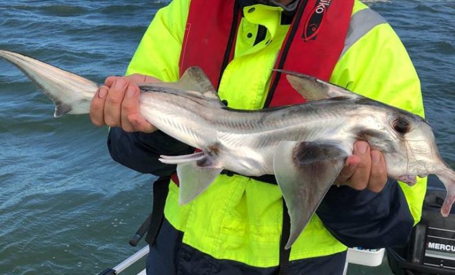 Elephant Fish - VRFish