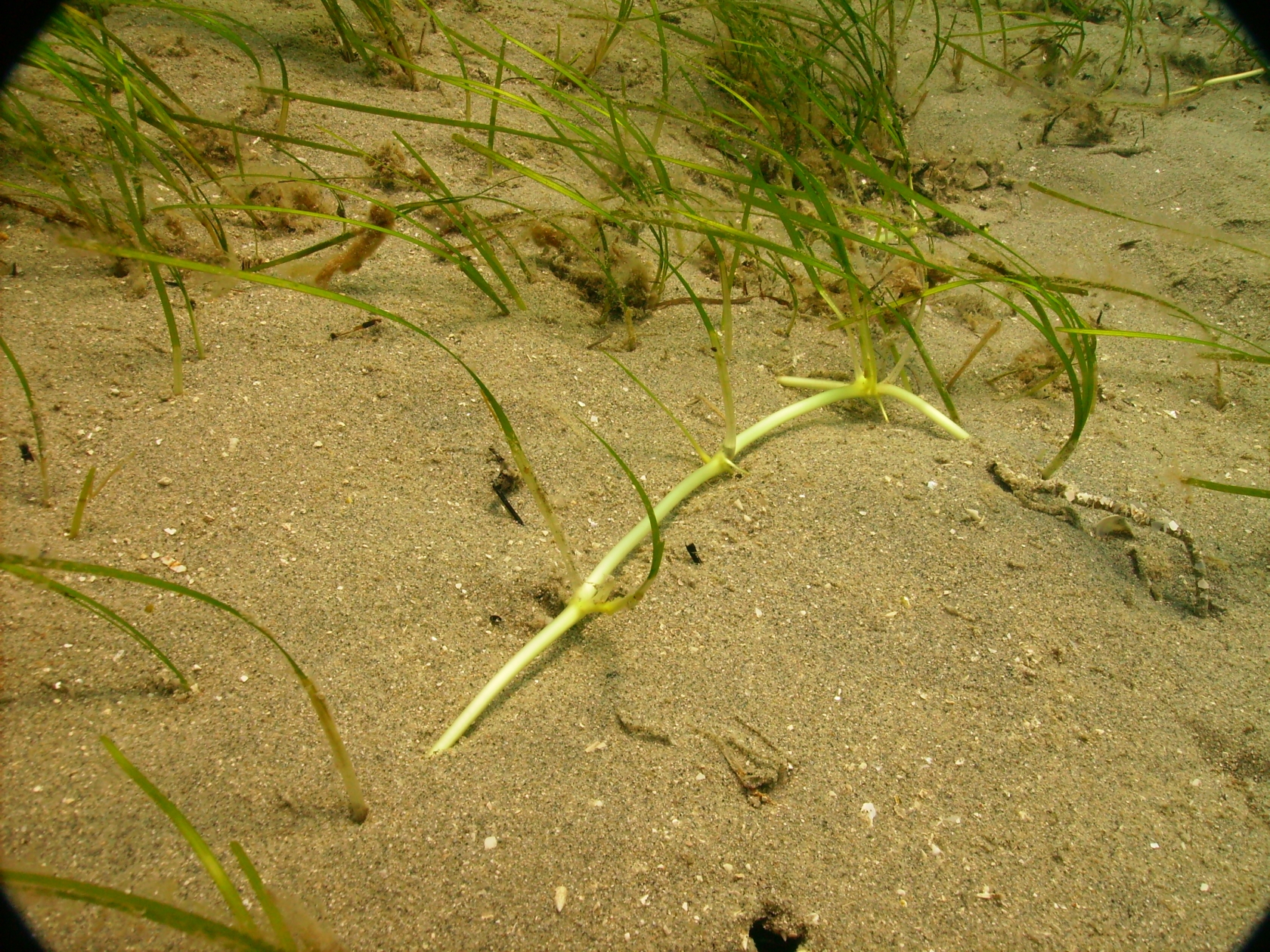 The case for seagrass restoration in Port Phillip Bay - VRFish