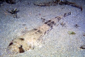 Port Phillip Bay Sand Flathead - VRFish