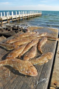 Port Phillip Bay Sand Flathead - VRFish