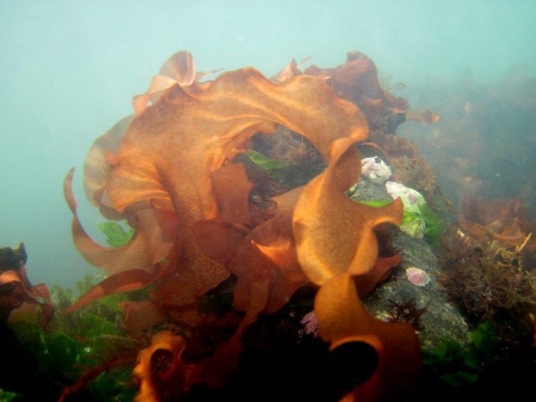 Marine Pests - VRFish