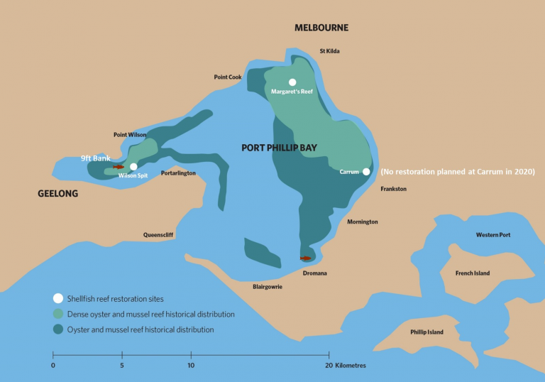 Shellfish Restoration Set to Double! - VRFish