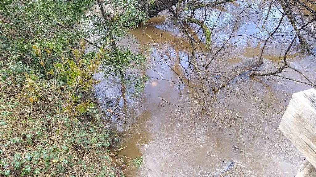 Spying on River Blackfish - VRFish